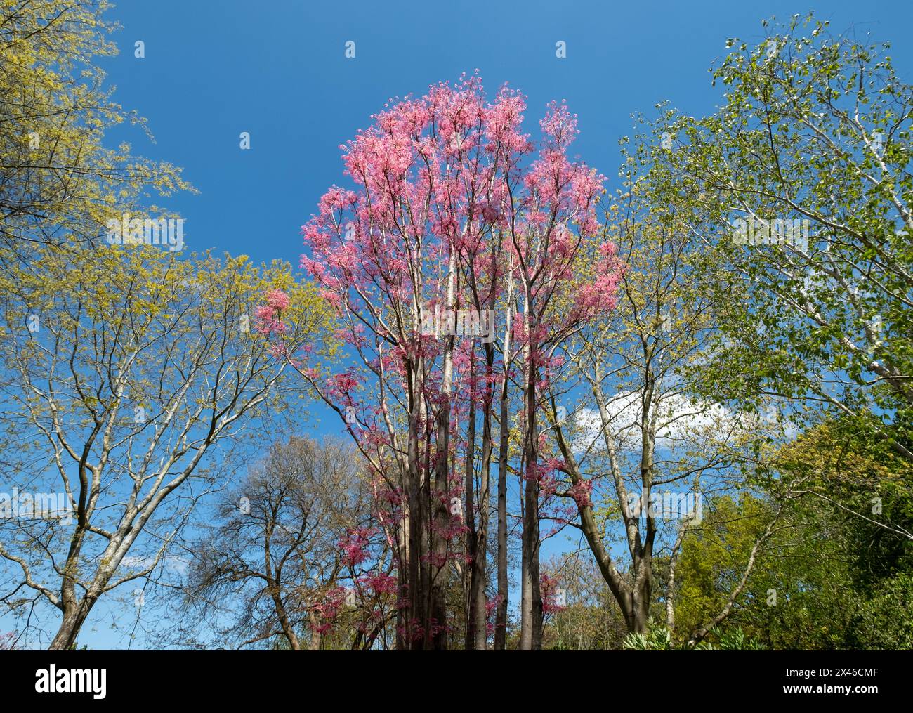 Stunning wispy pink leaves of the Toona Sinensis Flamingo or Chinese ...