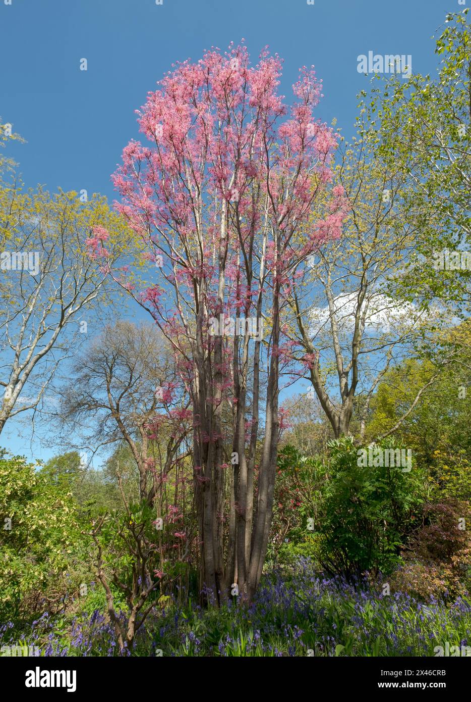 Stunning wispy pink leaves of the Toona Sinensis Flamingo or Chinese ...