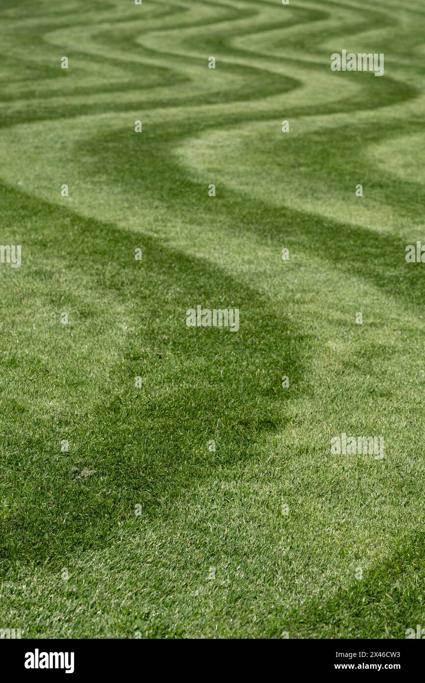Neatly mown lawn with unusual wavy stripe. Photographed in springtime ...