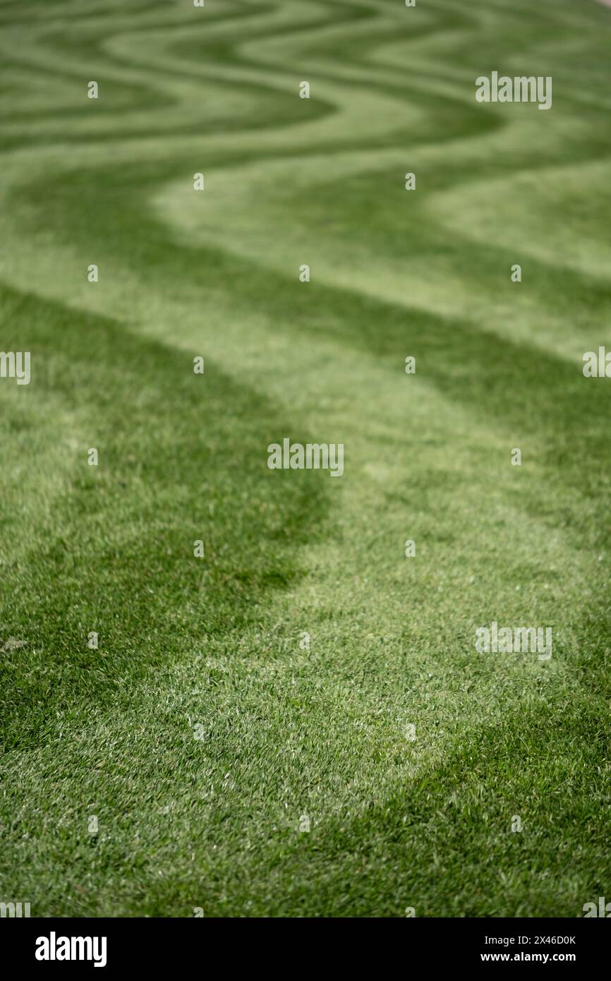 Neatly mown lawn with unusual wavy stripe. Photographed in springtime ...