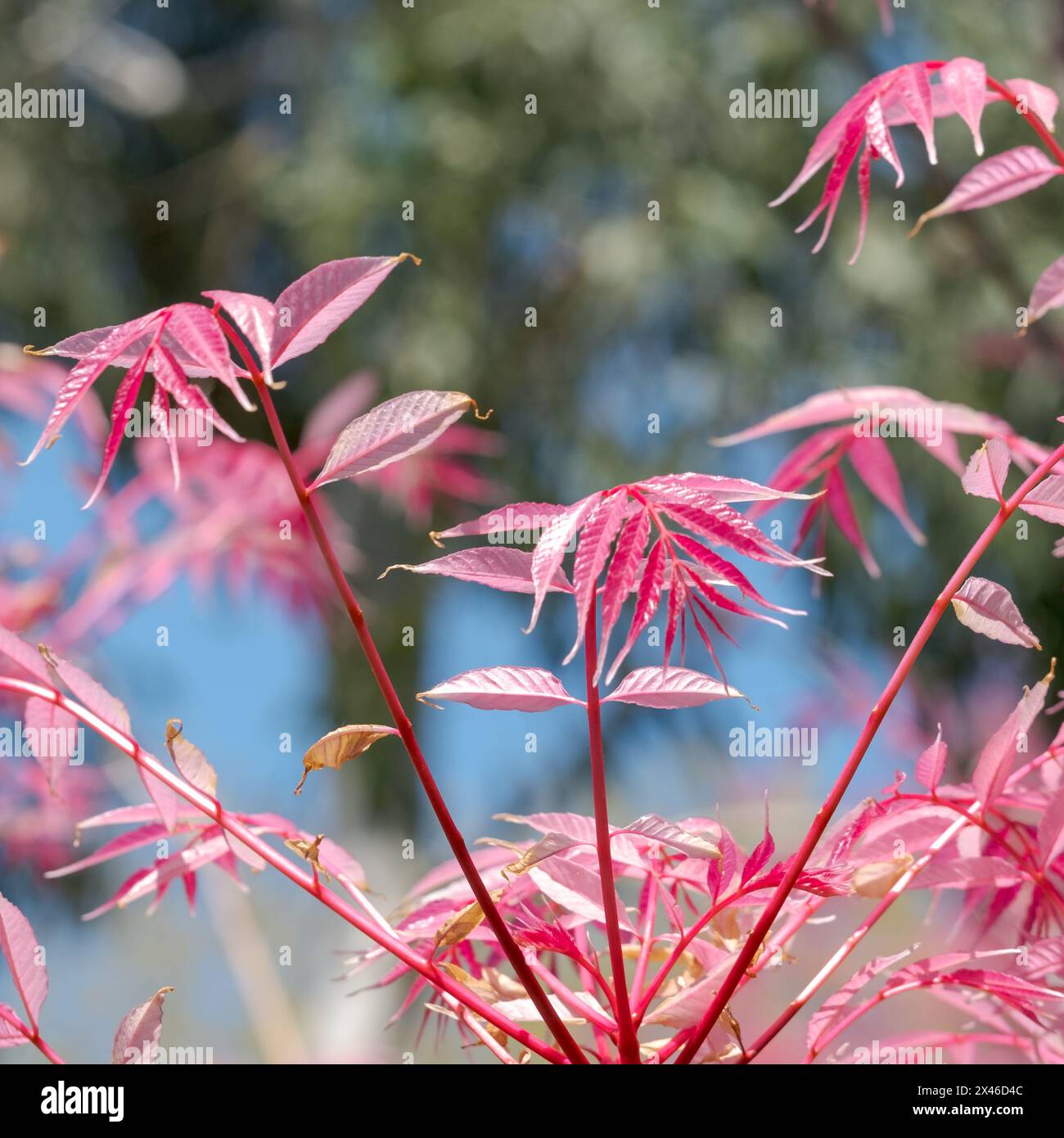 Stunning wispy pink leaves of the Toona Sinensis Flamingo or Chinese ...