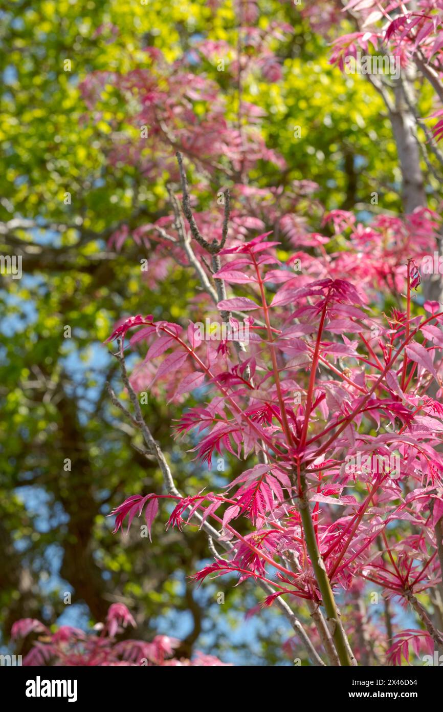 Stunning wispy pink leaves of the Toona Sinensis Flamingo or Chinese ...