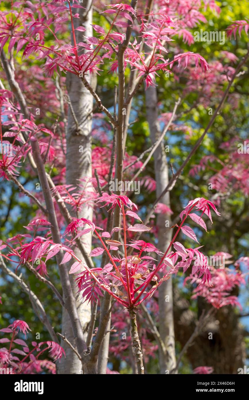 Chinese cedar tree hi-res stock photography and images - Alamy