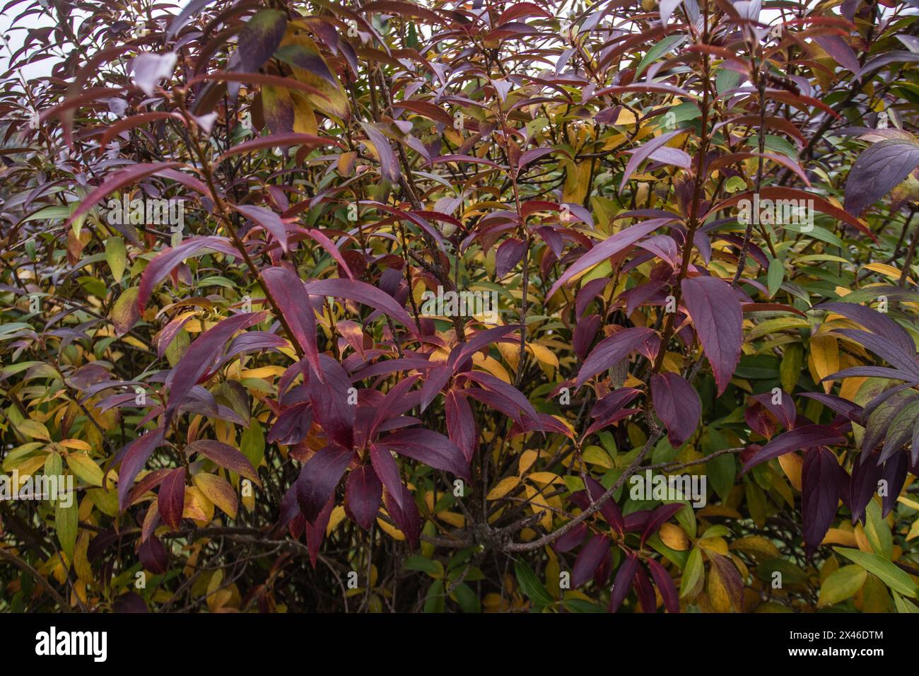 Lush thicket of shrubbery displaying a vibrant autumn palette of ...