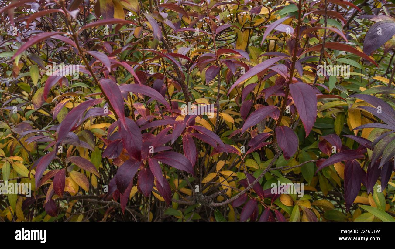 A dense patch of foliage transitions from summer greens to autumn hues ...