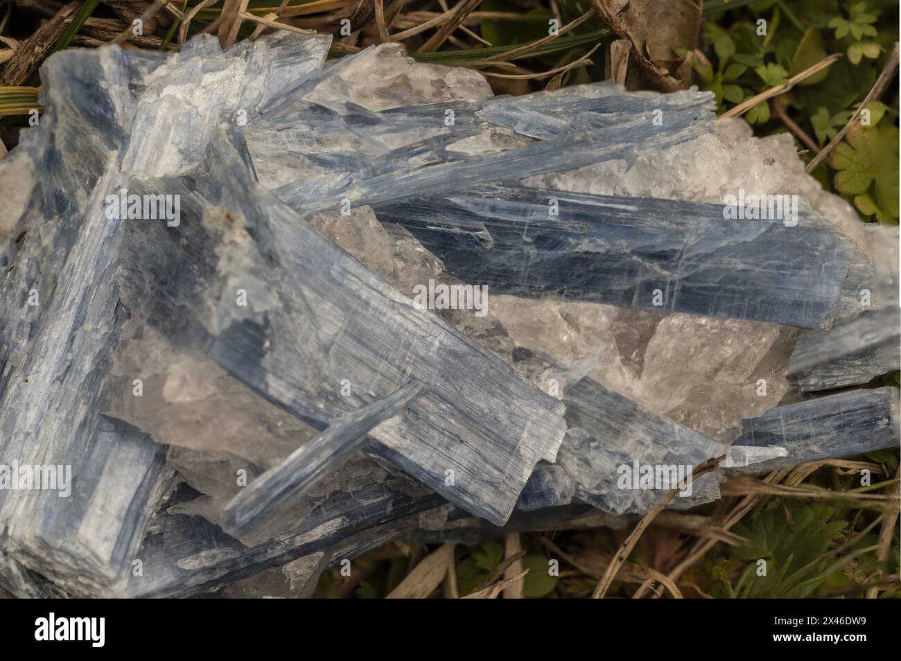 Elongated specimen showcasing hi-res stock photography and images - Alamy