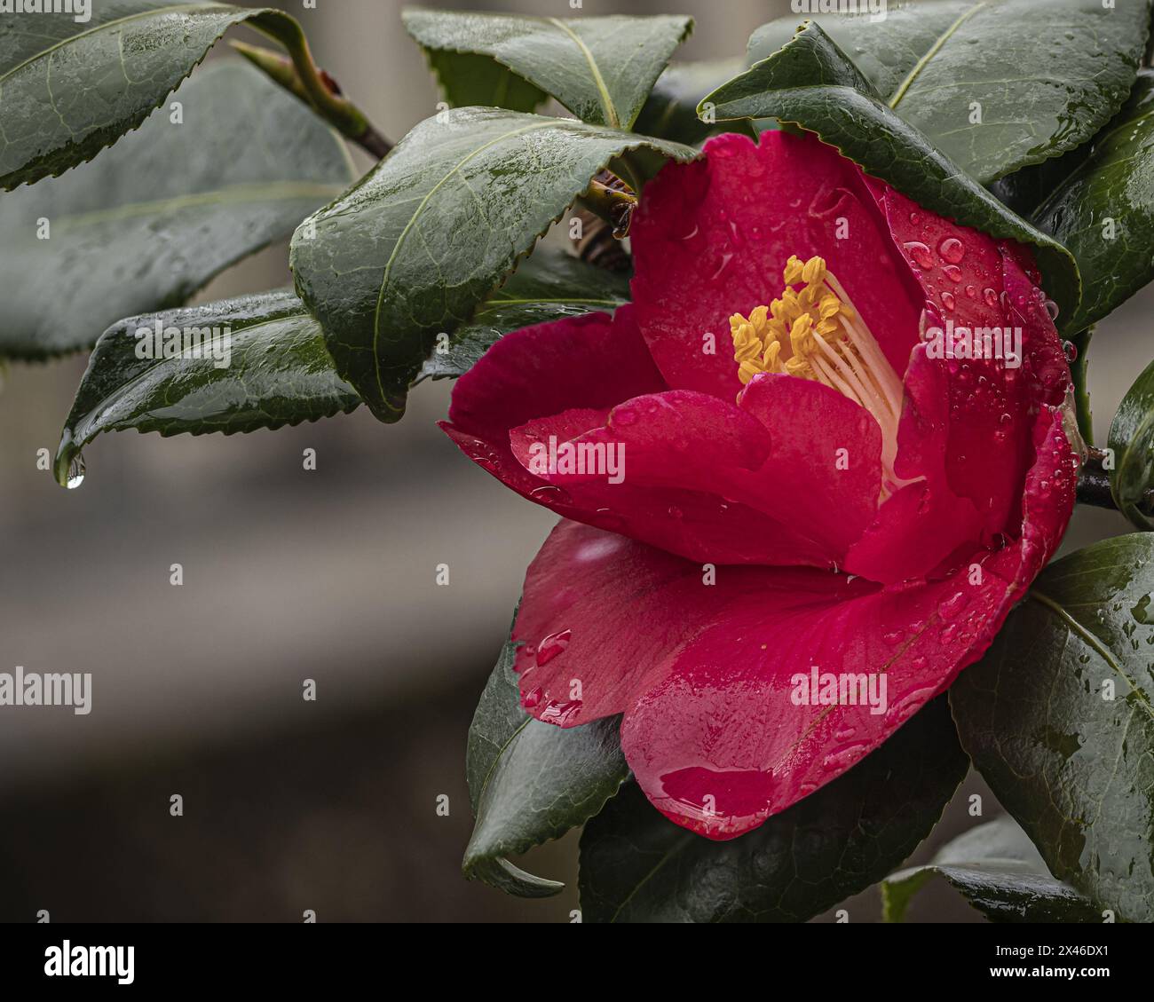 A vibrant red camellia flower, its petals glistening with dew drops ...