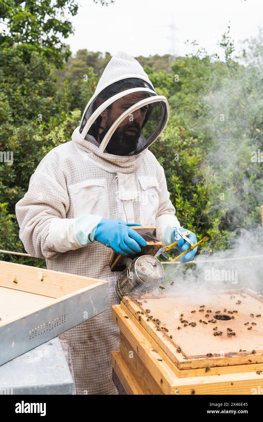 Male beekeeper in protective uniform fumigating beehive with bee smoker ...