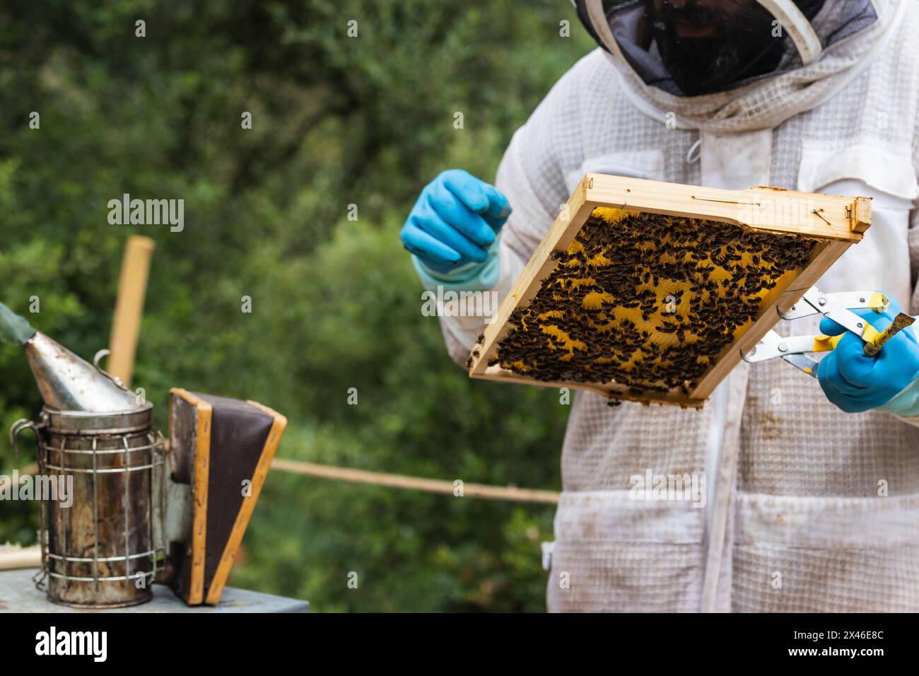 Cropped unrecognizable male beekeeper in protective uniform fumigating ...
