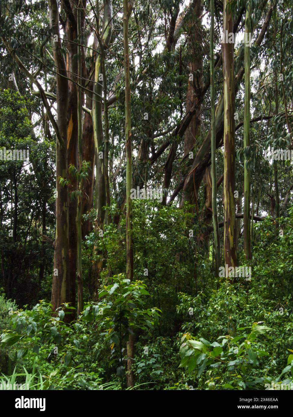 Valdivian temperate forest along Route 225 by Lake Llanquihue between ...
