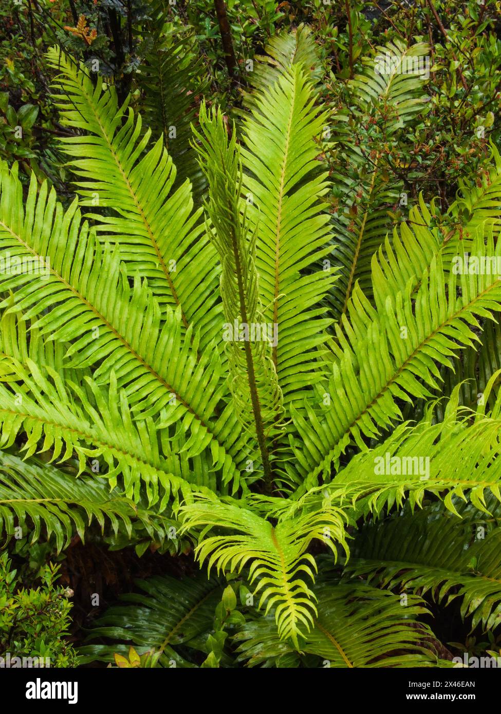 Tall Fern, Lomariocycas magellanica, on the lower slopes of the Osorno ...