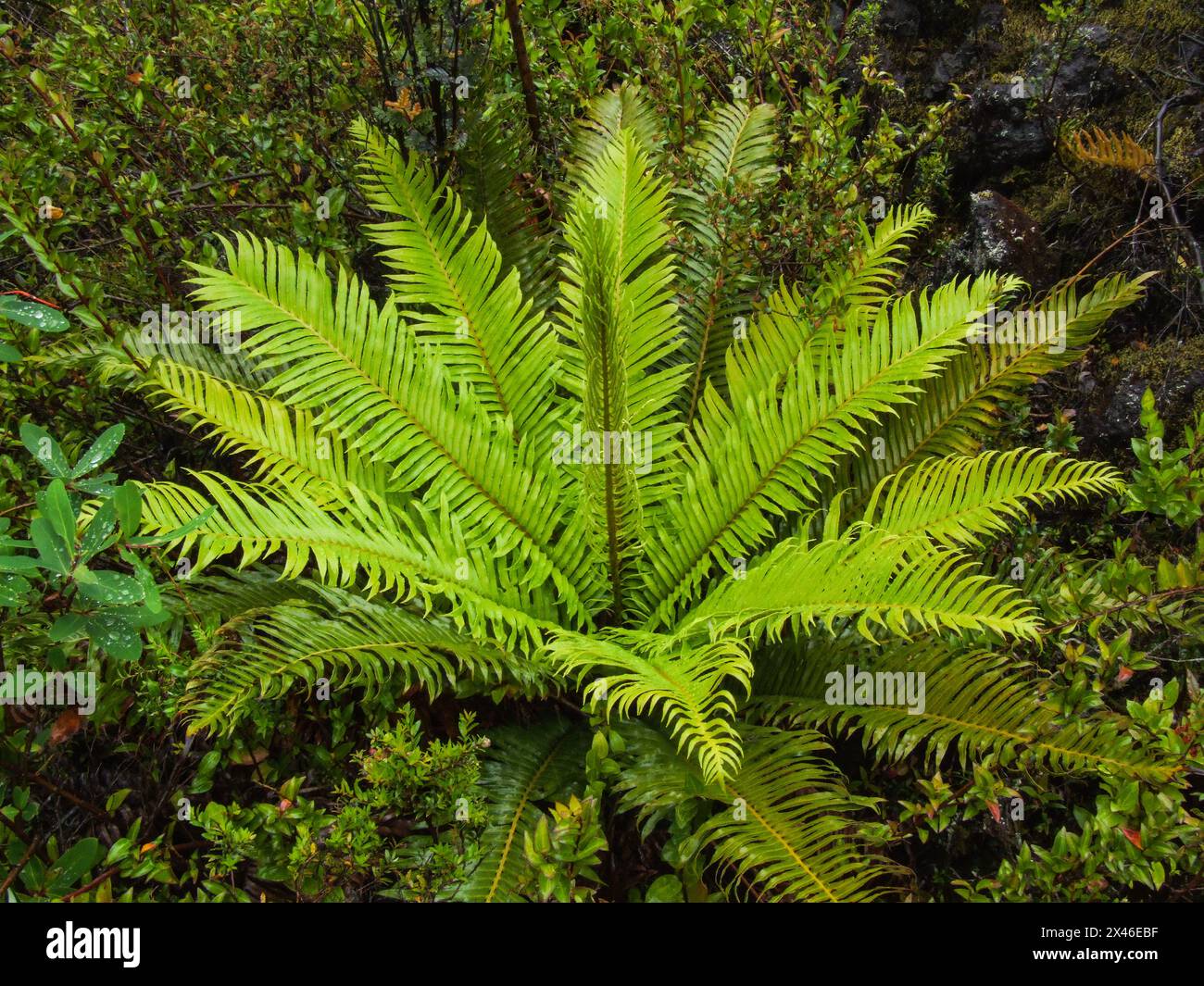 Tall Fern, Lomariocycas magellanica, on the lower slopes of the Osorno ...