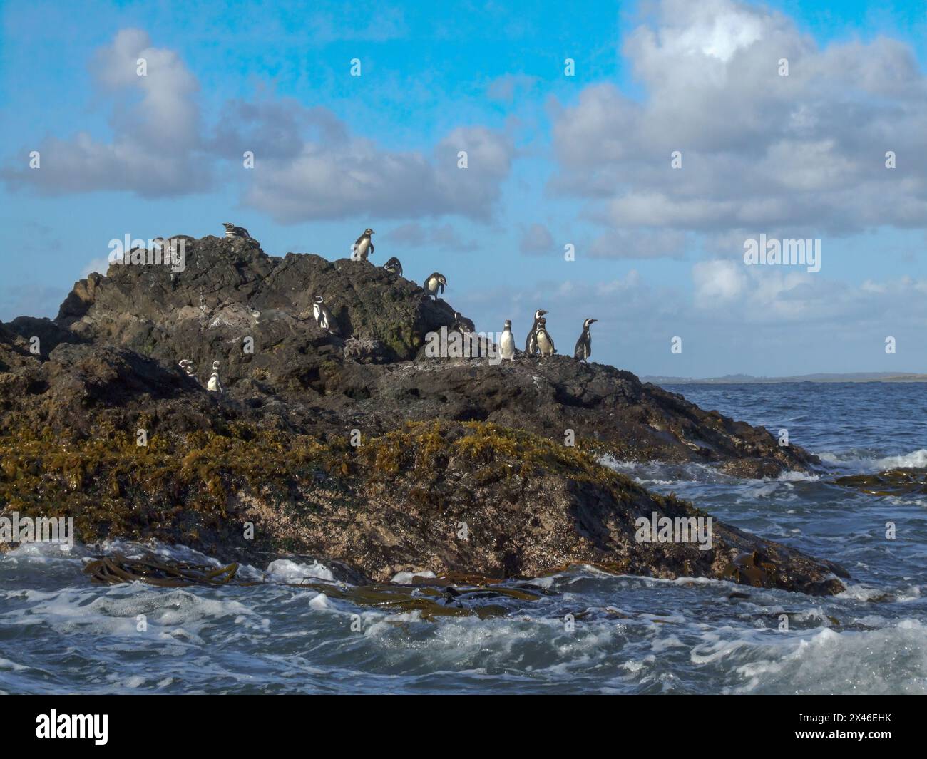 Mixed colony of Megellanic Penguins & Humboldt Peguins in the Punihuil ...