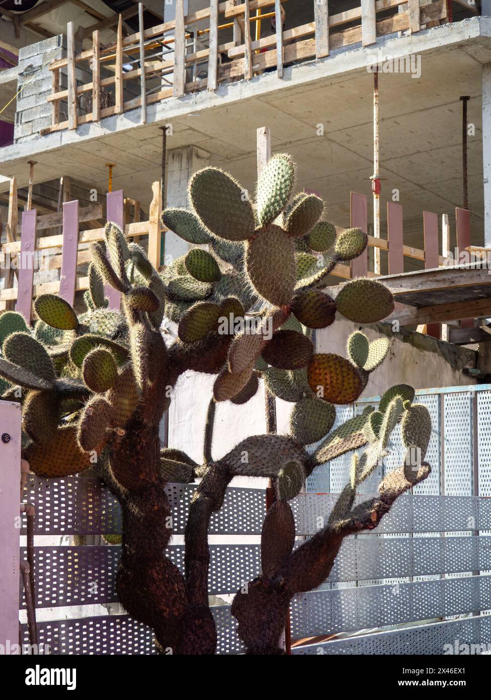 Cactus against the background of a building under construction ...
