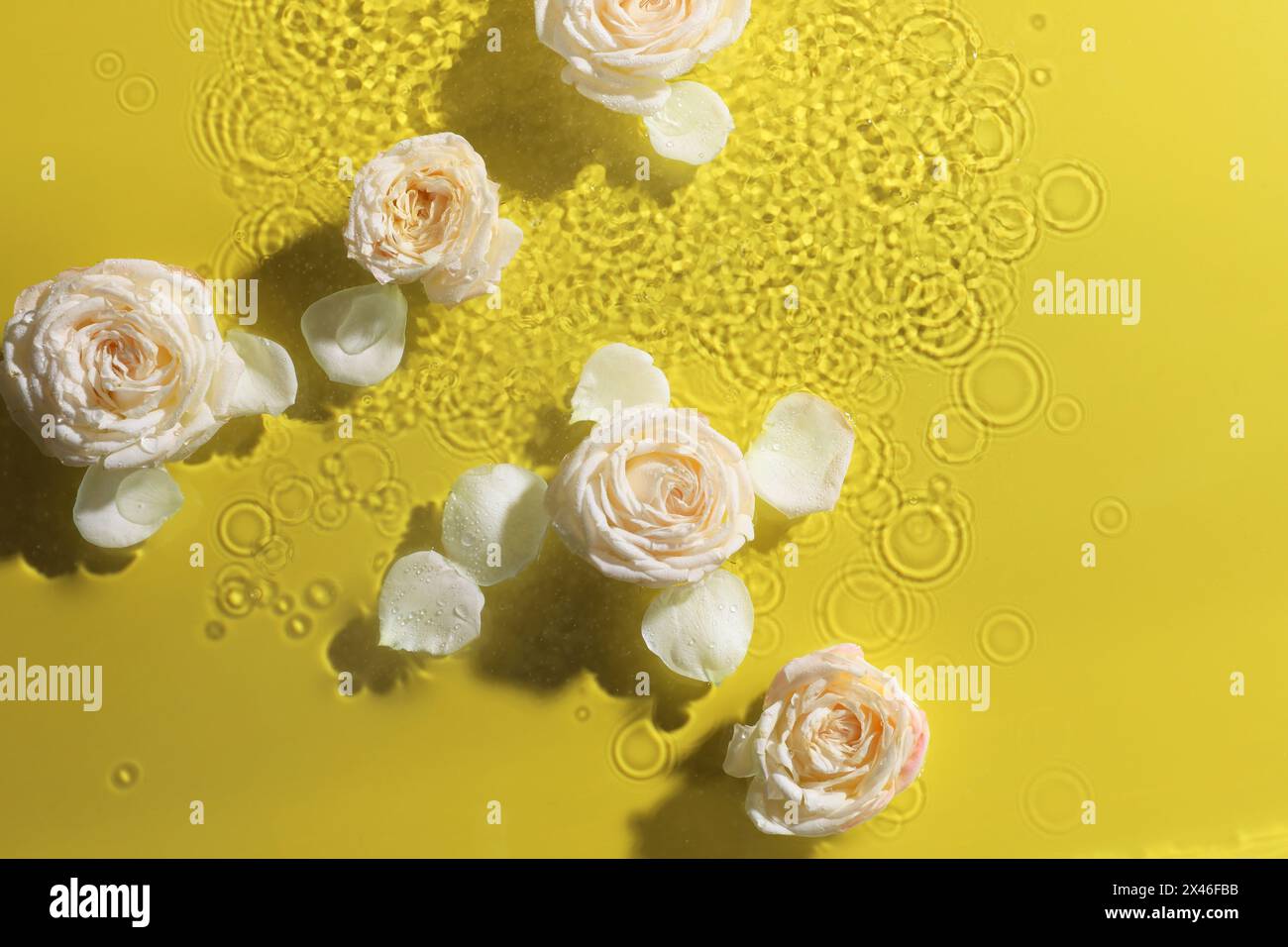 Beautiful roses in water on pale yellow background, top view. Space for ...