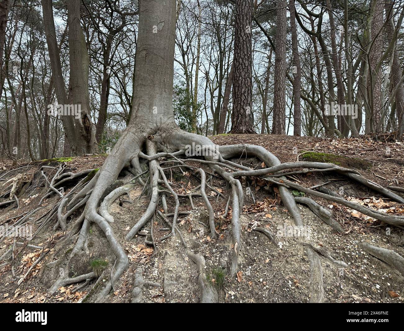 Tree with roots showing above ground in forest Stock Photo - Alamy