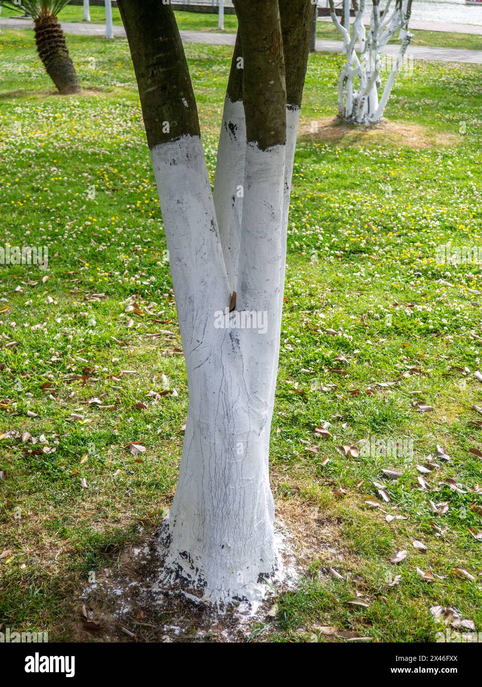Trees in a whitewashed arch. protection against temperature changes ...