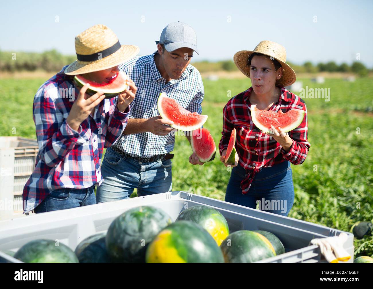 Farmers tasting new harvest of watermelons Stock Photo - Alamy