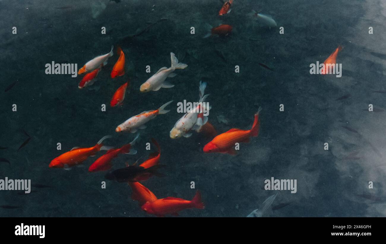 A cluster of fish gliding through a murky pond, their predominantly ...