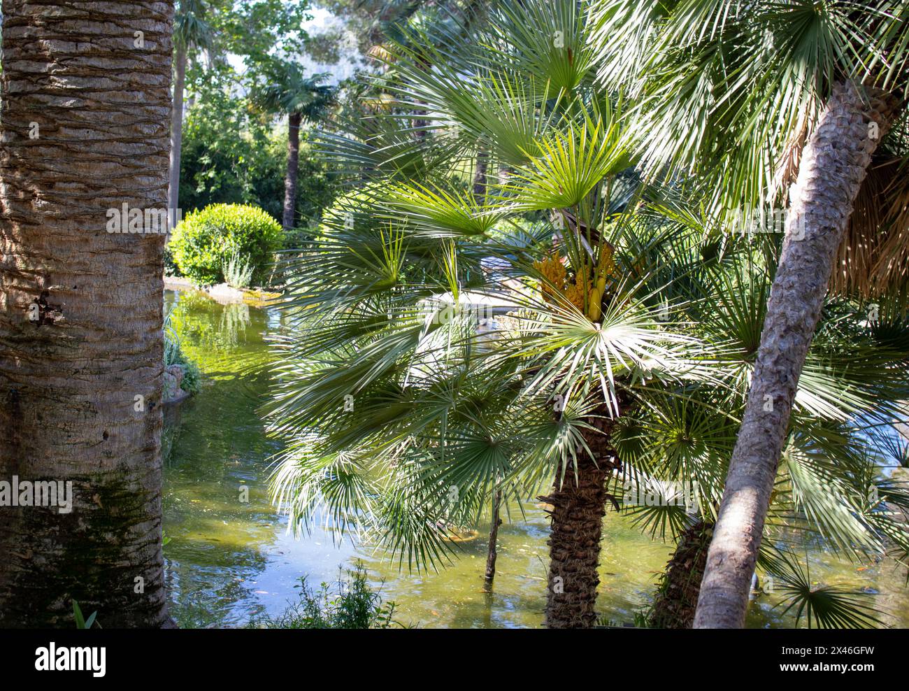 View from window palm trees hi-res stock photography and images - Alamy