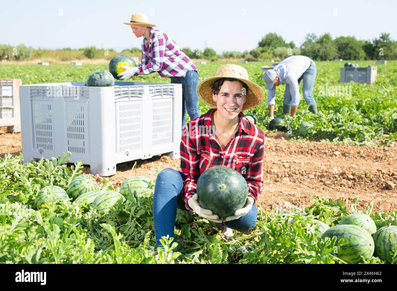Woman harvesting watermelons on fruit farm Stock Photo - Alamy Woman harvesting watermelons on fruit farm Stock Photo - Alamy