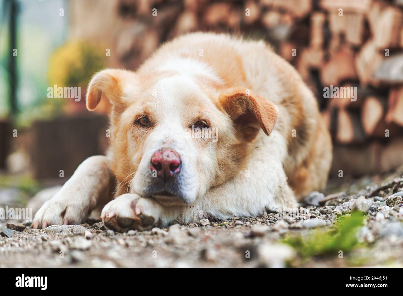 A Clear Dog On The Ground On A Farm Stock Photo - Alamy