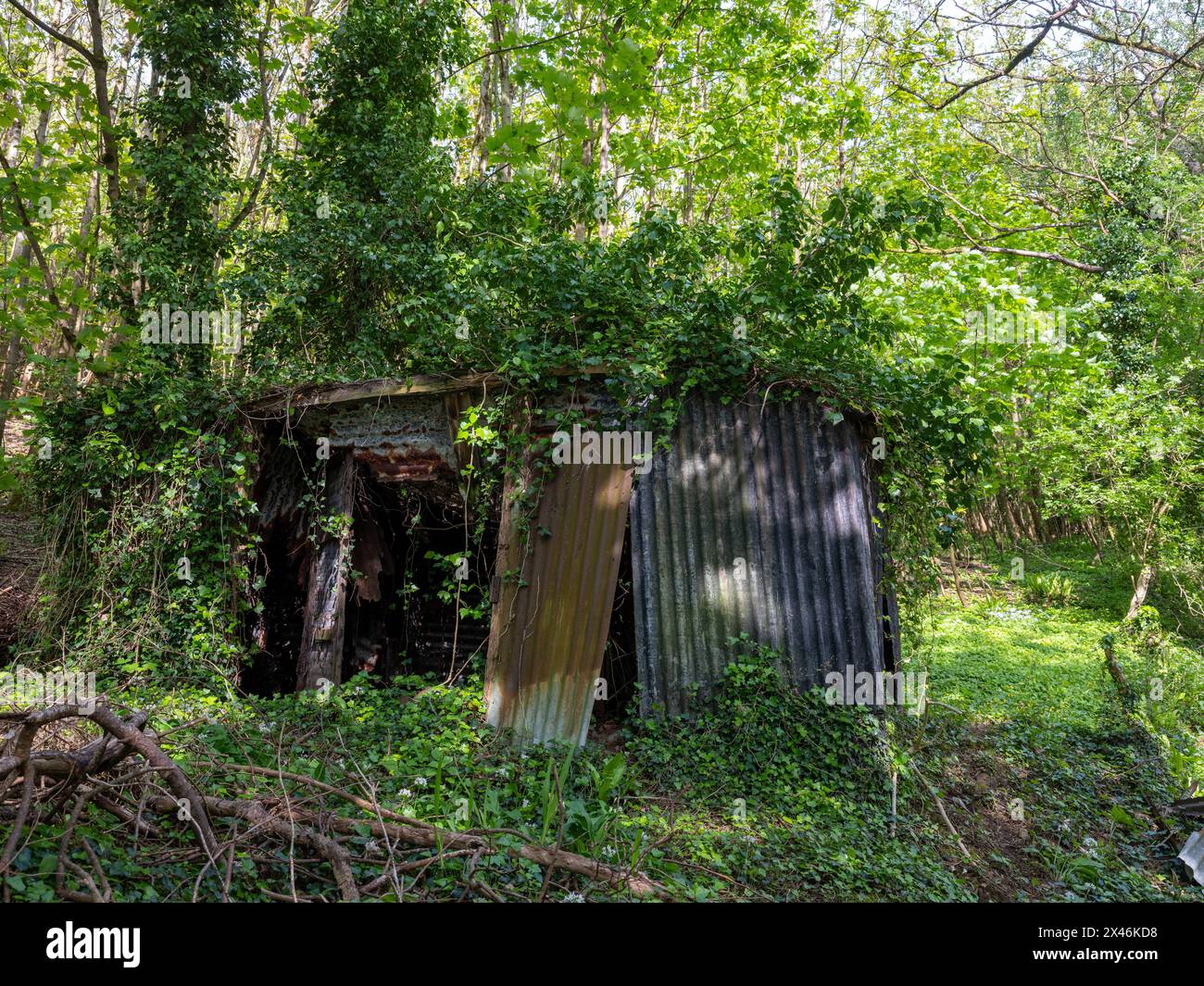 April 2023 - Old tin sheds in the woods near Cheddar, Somerset, England ...