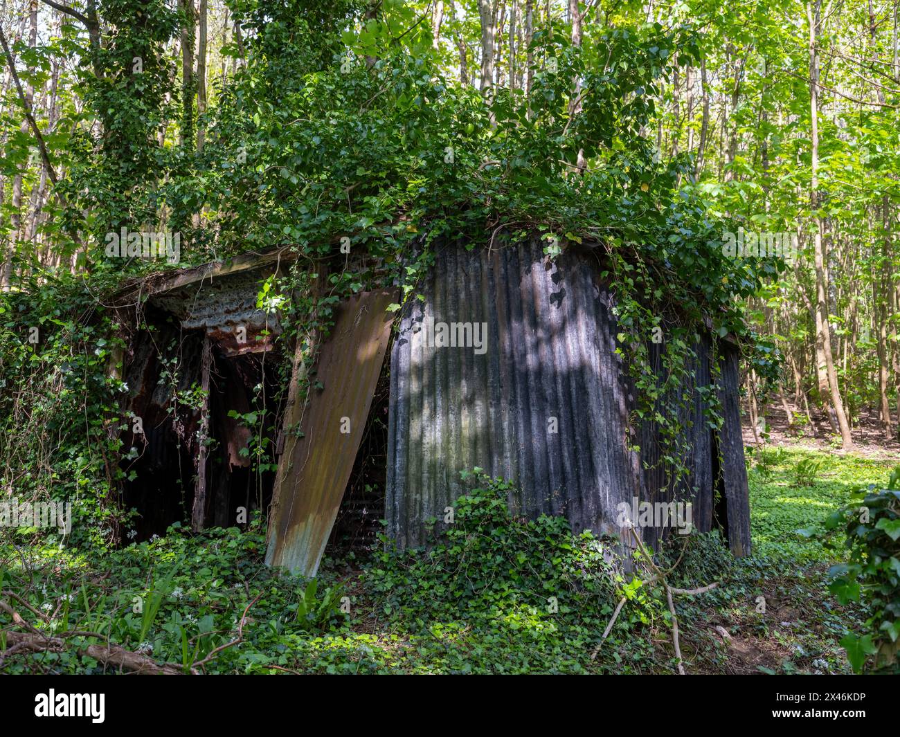 April 2023 - Old tin sheds in the woods near Cheddar, Somerset, England ...