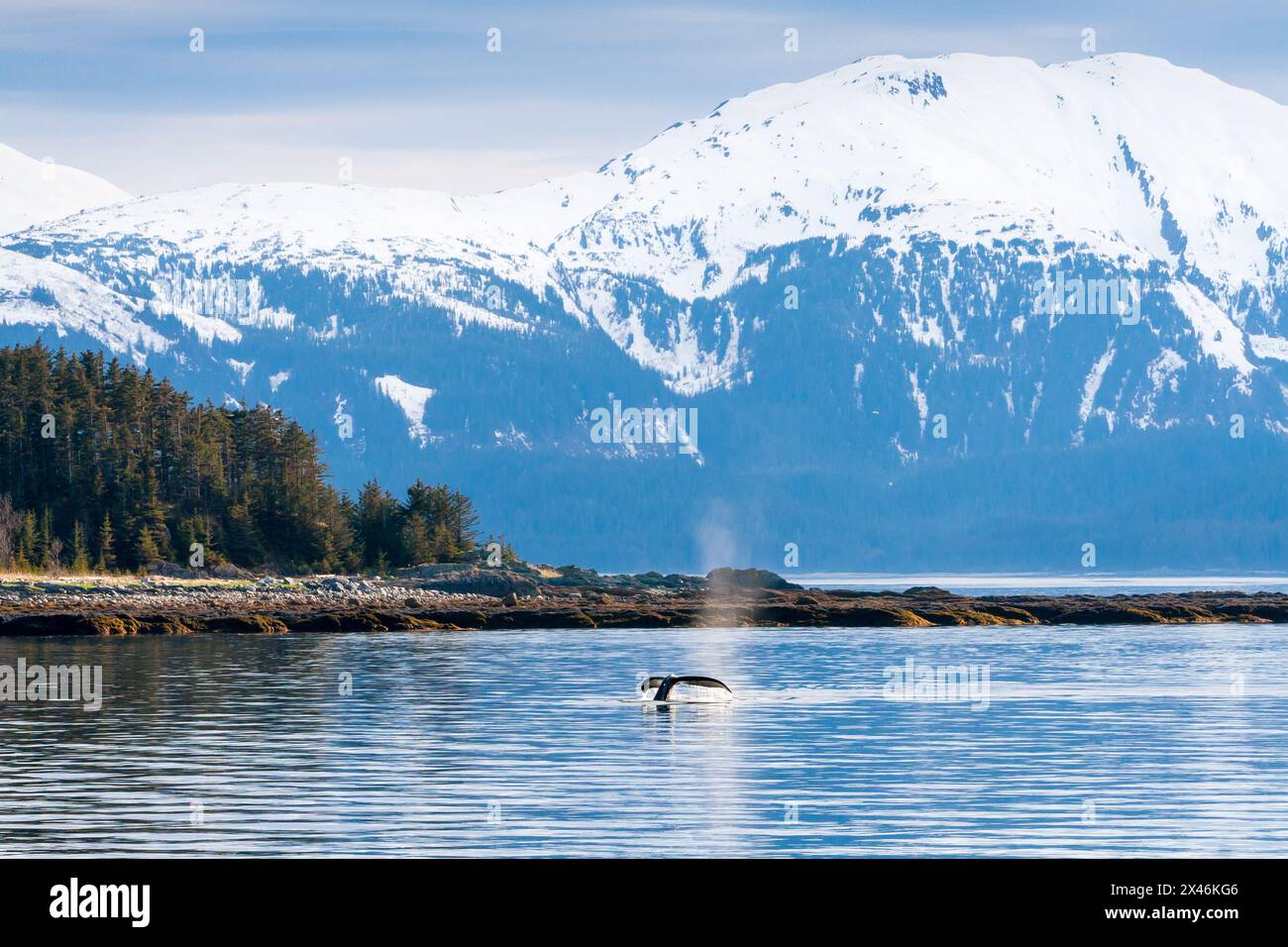The fluke or tail of a Humpback whale (Megaptera novaeangliae) as it ...