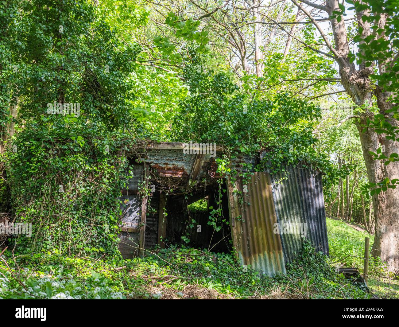April 2023 - Old tin sheds in the woods near Cheddar, Somerset, England ...