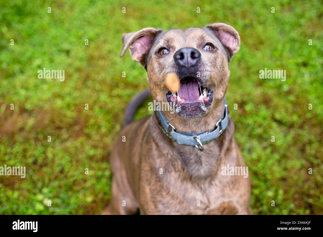 A Pit Bull Terrier mixed breed dog opening its mouth to catch a treat ...