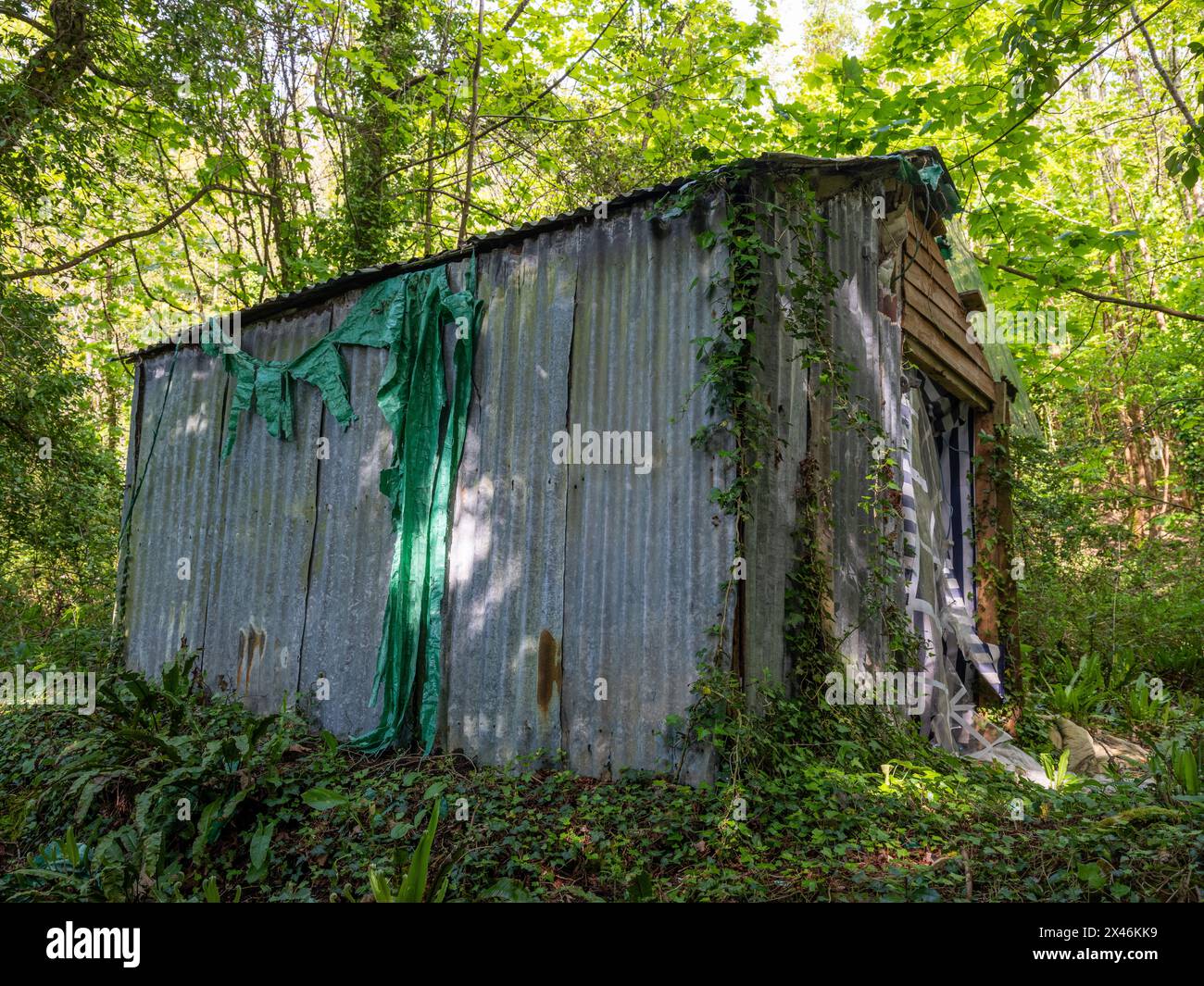 April 2023 - Old tin sheds in the woods near Cheddar, Somerset, England ...