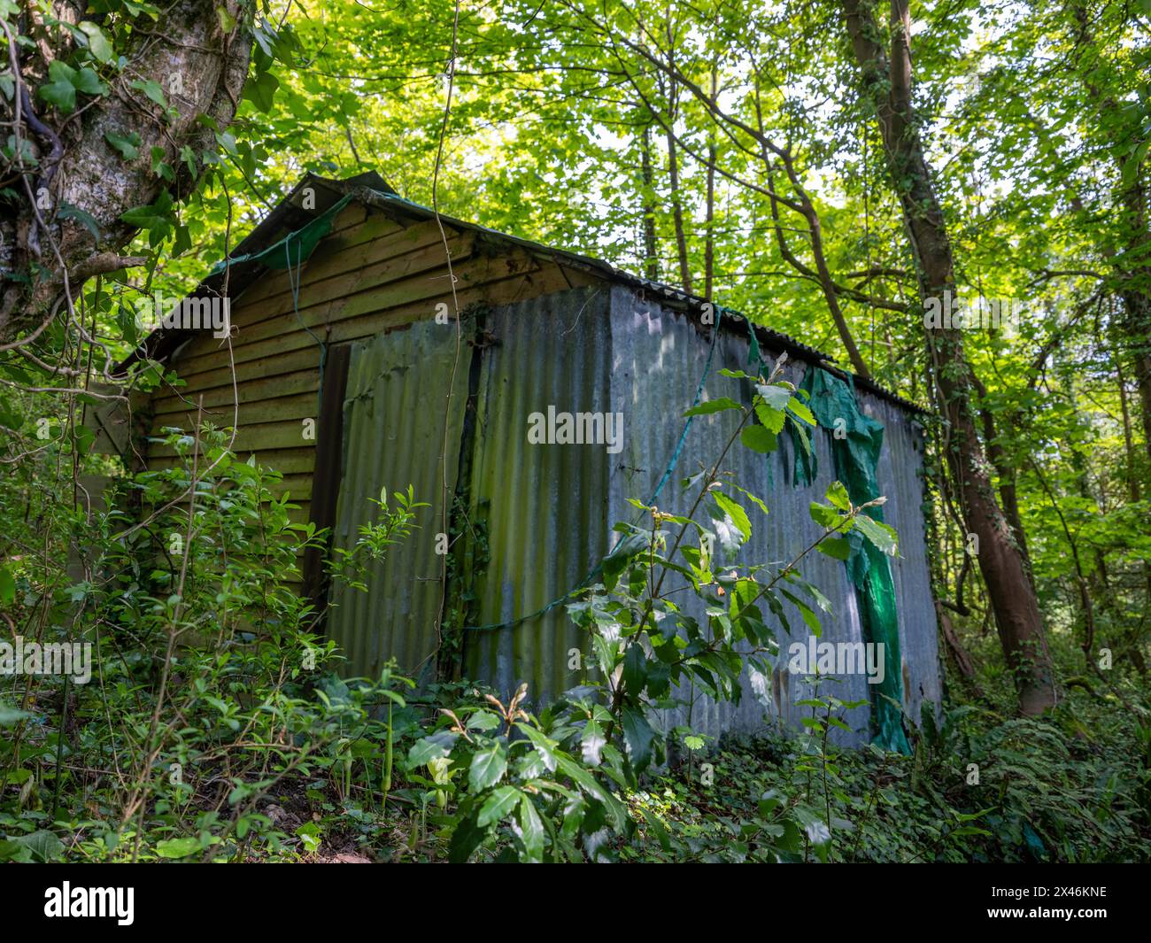April 2023 - Old tin sheds in the woods near Cheddar, Somerset, England ...