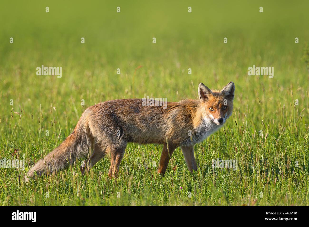 curious common red fox in the field, wild animal looking at the camera (Vulpes vulpes Stock ...