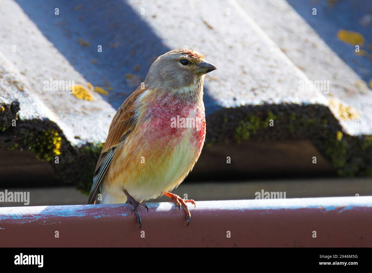 Male red belly hi-res stock photography and images - Alamy