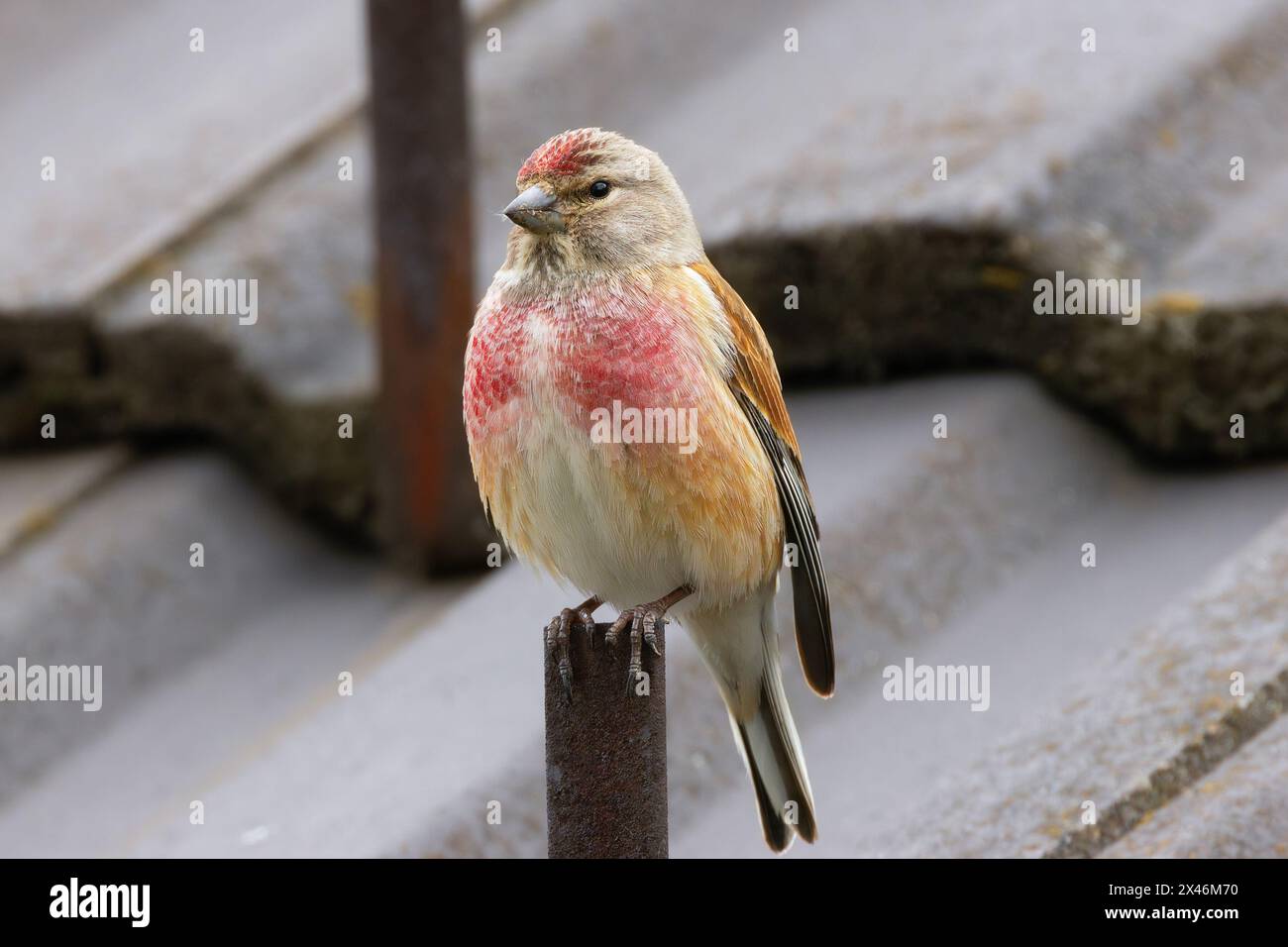 male common linnet in breeding season (Linaria cannabina Stock Photo ...