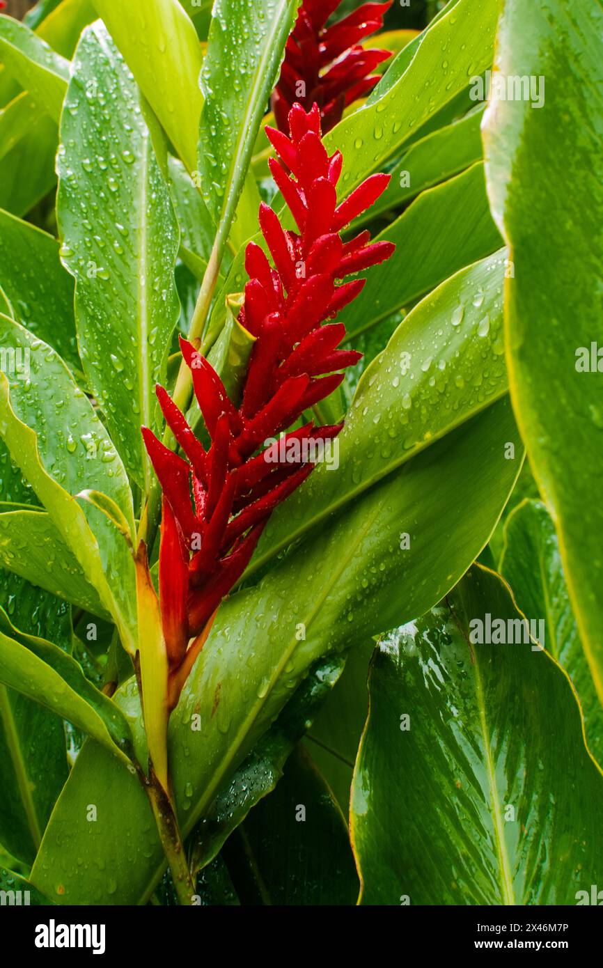 Alpinia purpurata plant, also known as red ginger. Plants and flowers ...