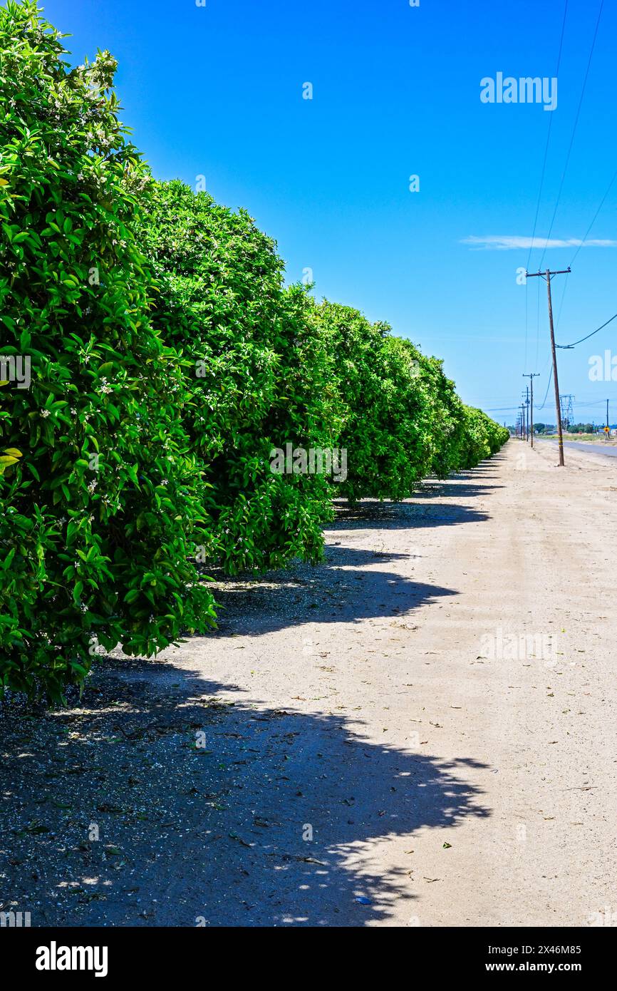 Orange Trees Line the Road Stock Photo - Alamy