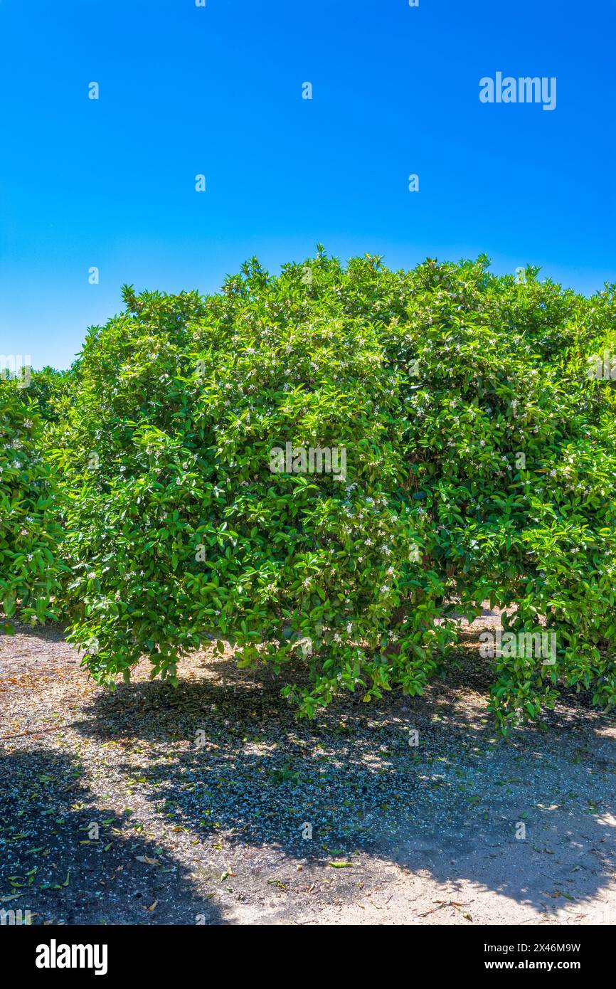 Orange groves california hi-res stock photography and images - Alamy