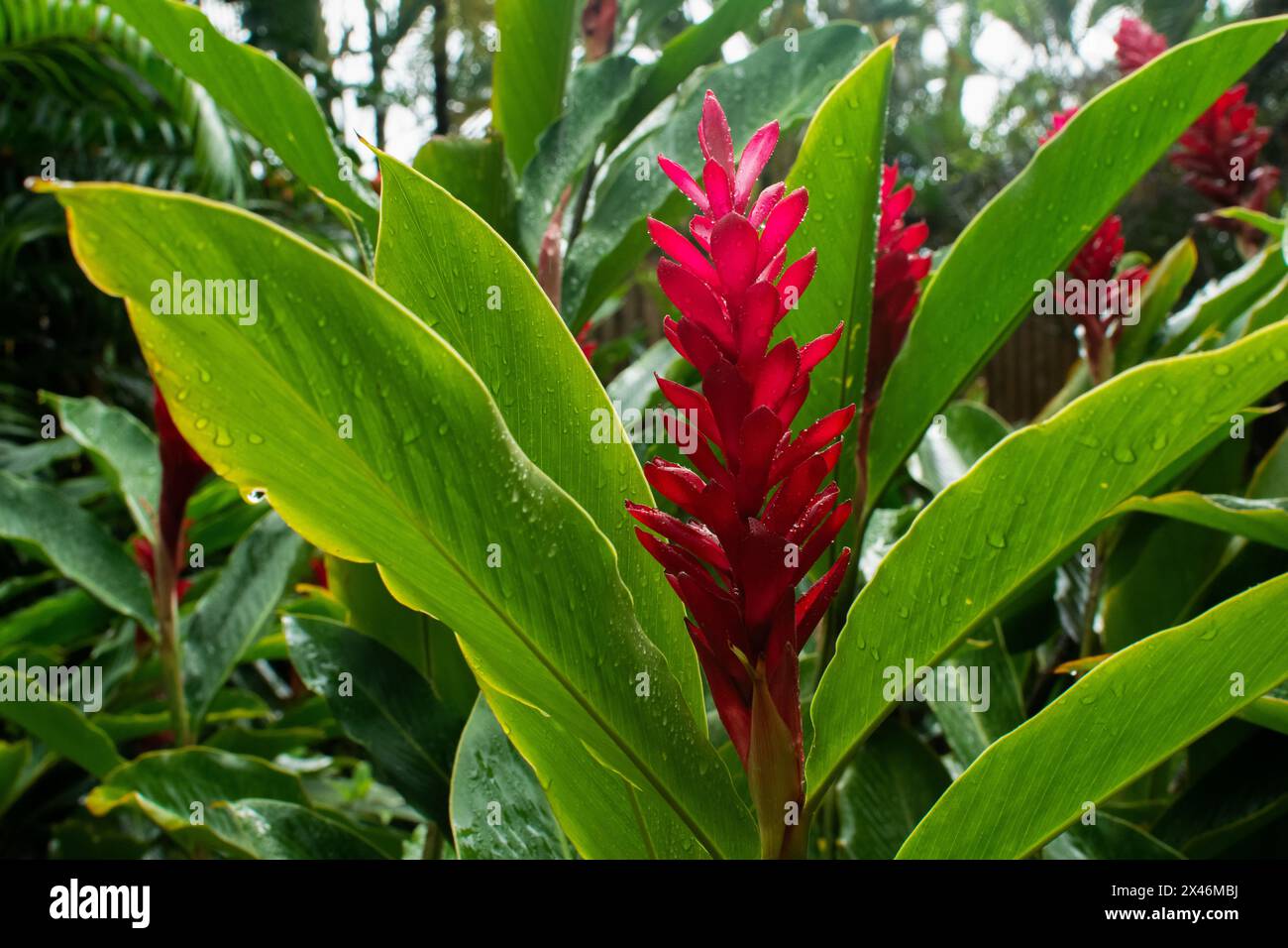 Garden with the Alpinia purpurata plant, also known as red ginger ...