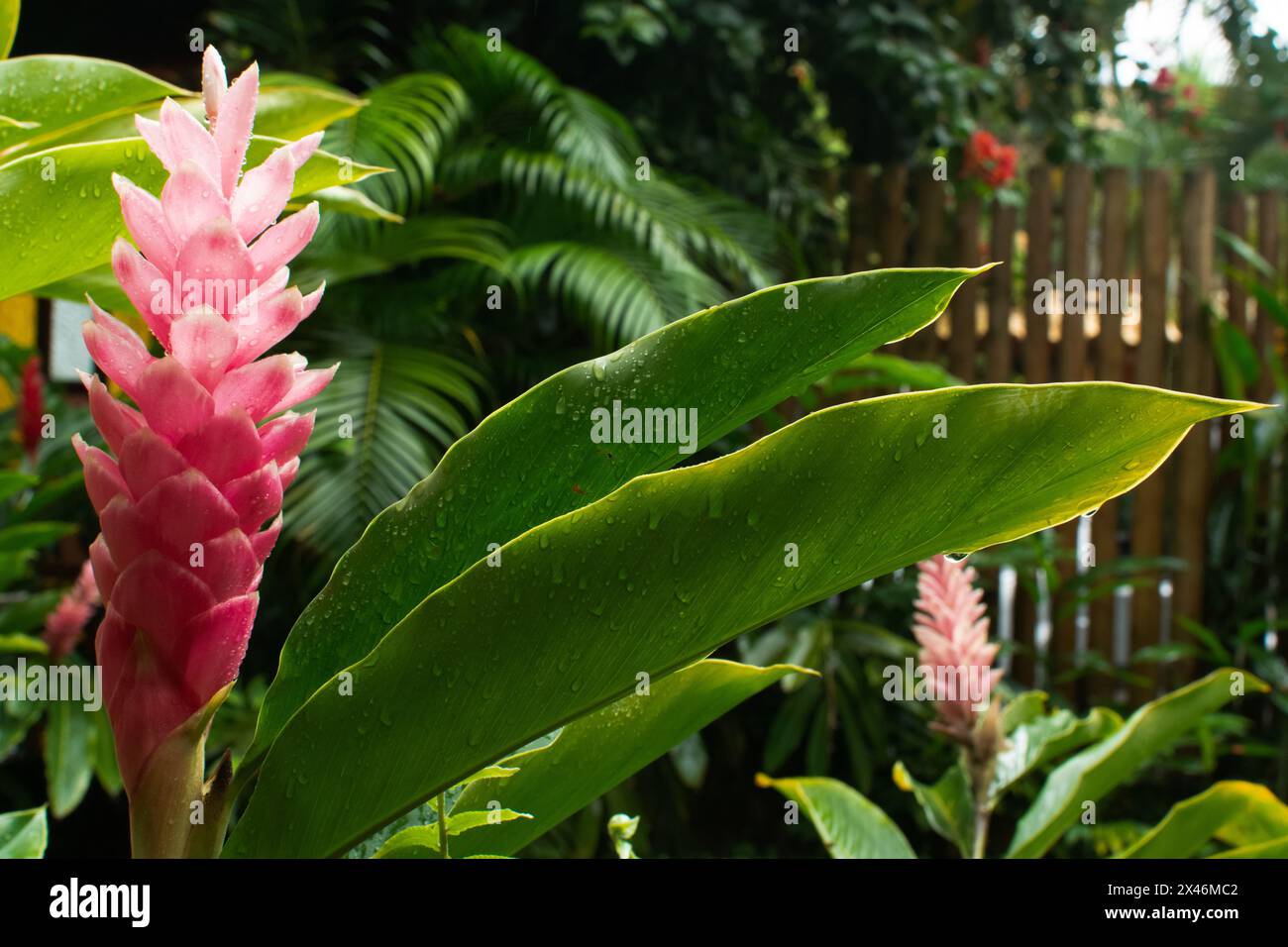 Garden with the Alpinia purpurata plant, also known as red ginger ...