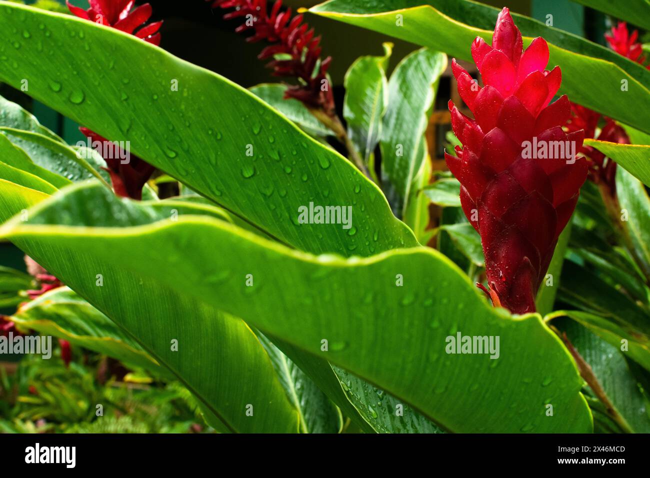 Garden with the Alpinia purpurata plant, also known as red ginger ...