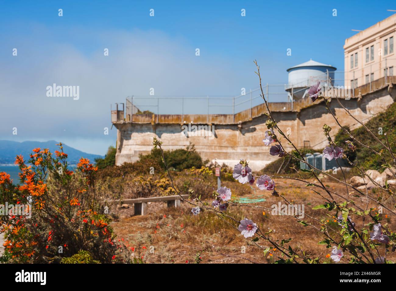 Alcatraz Island Nature Scene with Prison Remnants, San Francisco, USA ...