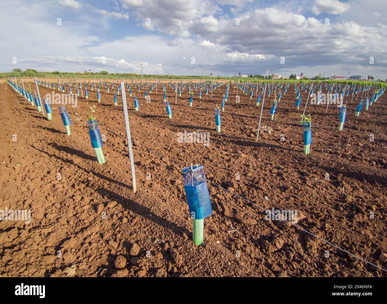 Plants protected by treeguard and vine protection sleeve against ...