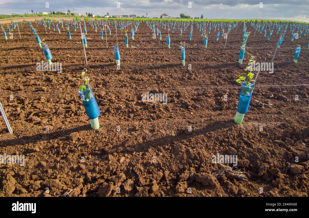 Plants protected by treeguard and vine protection sleeve against ...