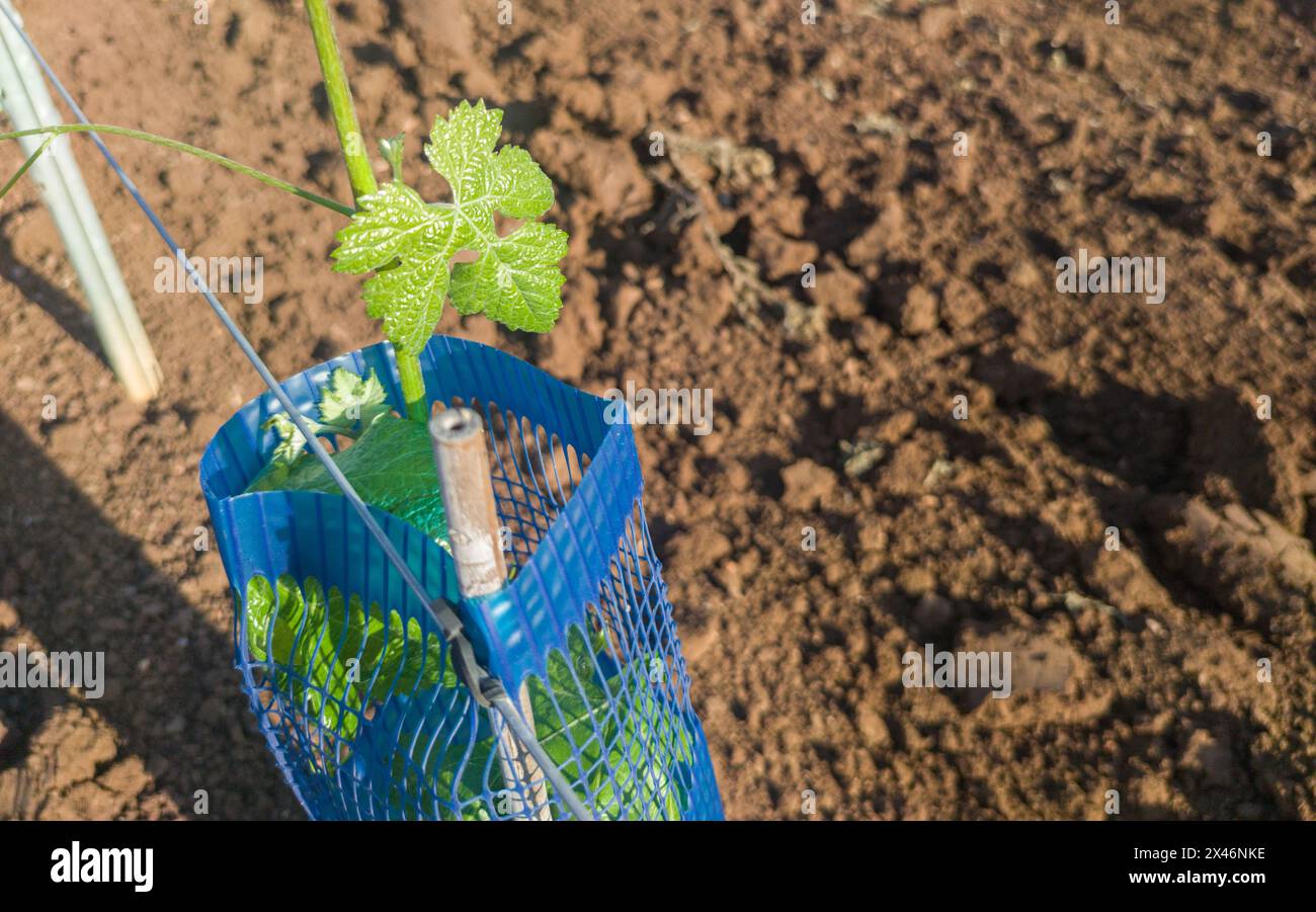 Plants protected by treeguard and vine protection sleeve against ...
