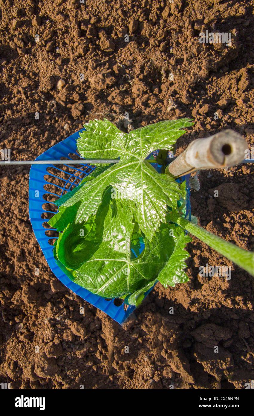 Plants protected by treeguard and vine protection sleeve against ...