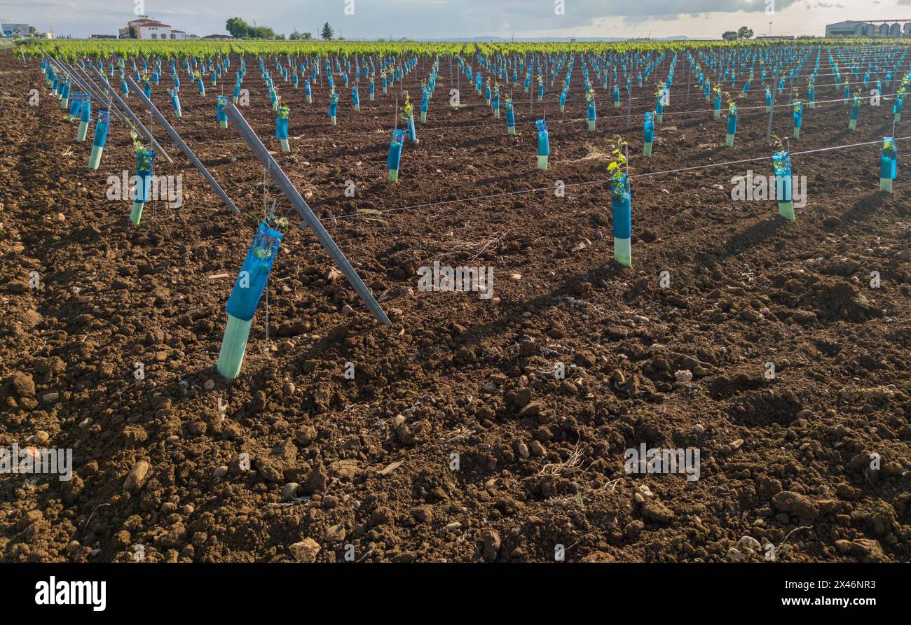 Plants protected by treeguard and vine protection sleeve against ...