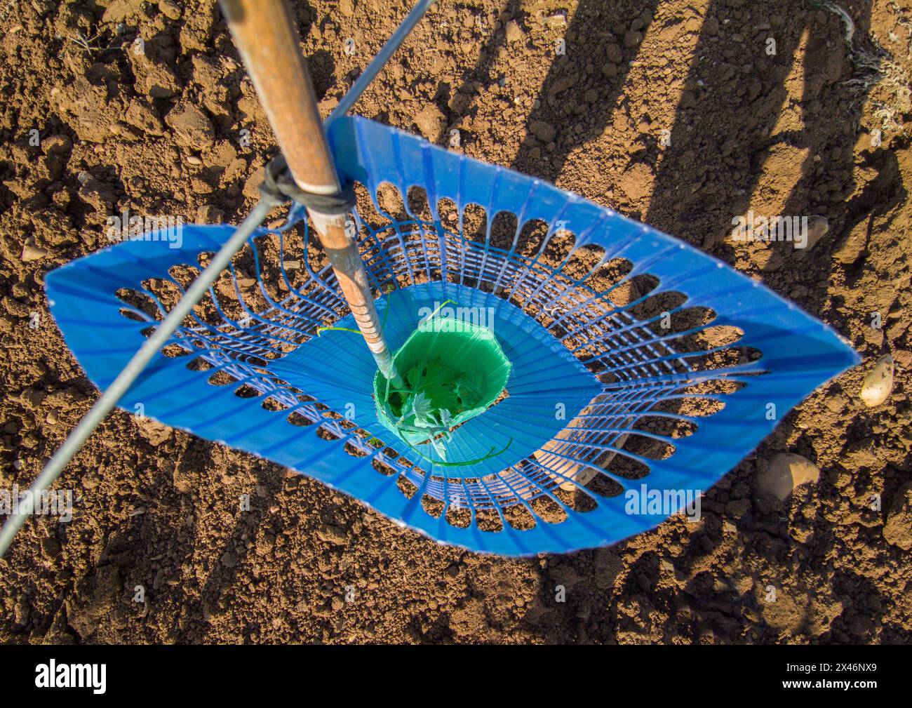Plants protected by treeguard and vine protection sleeve against ...