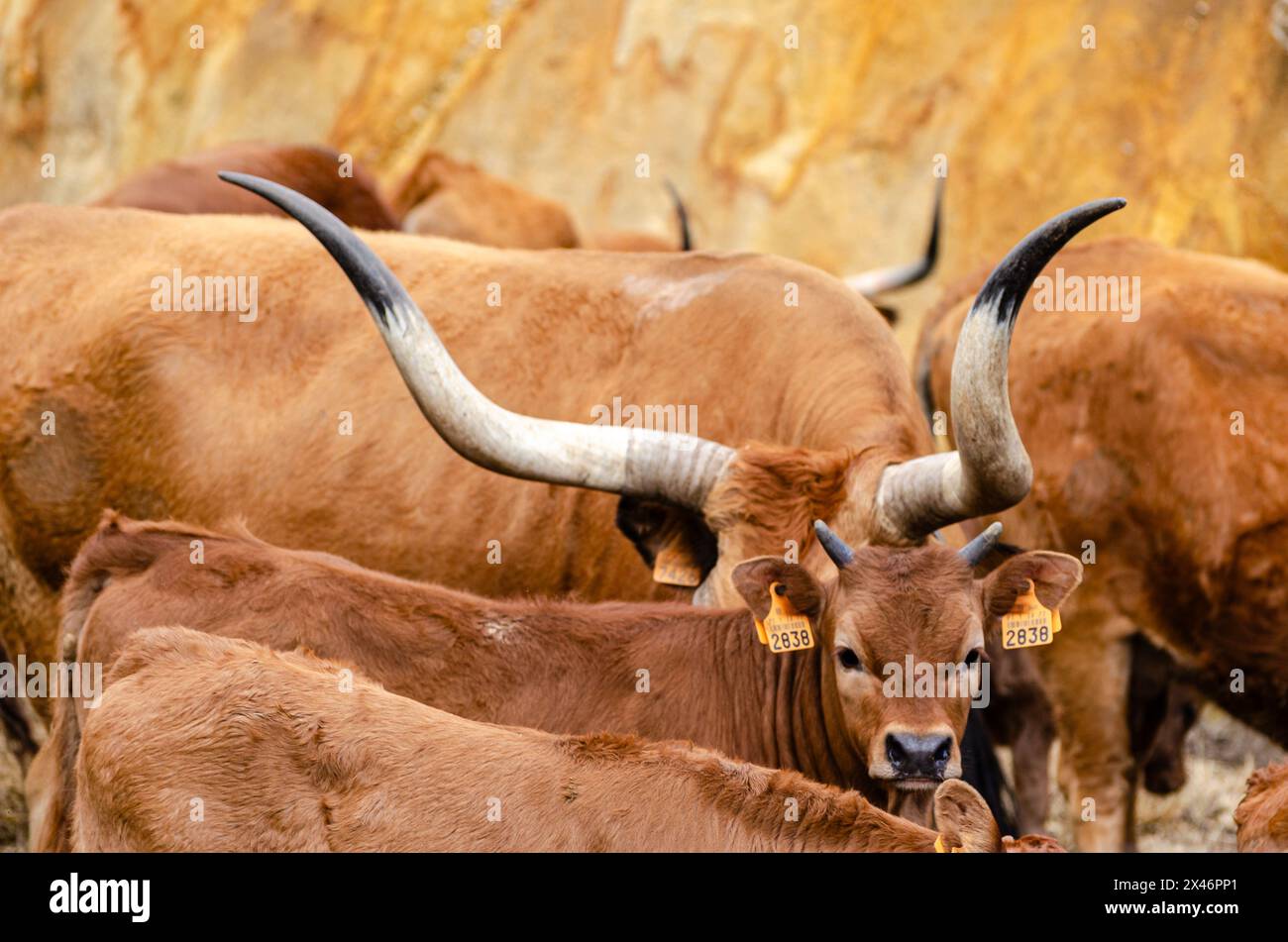 cow and calves of barrosa breed, traditional cattle breeding in the ...